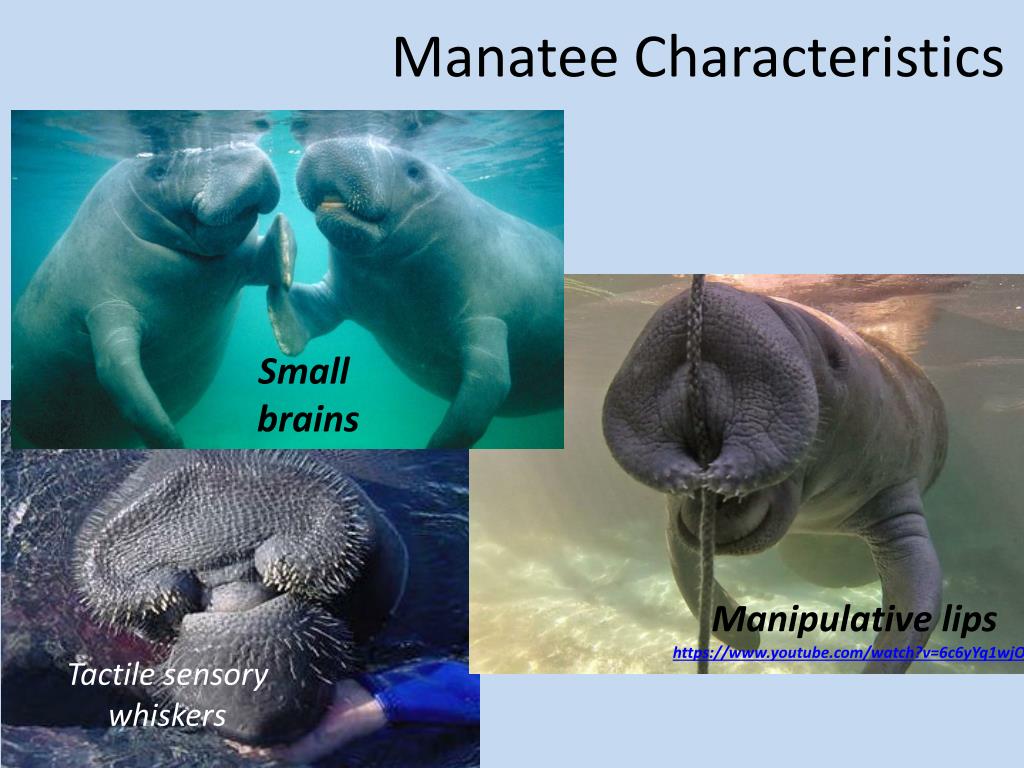 PPT - Marine Mammals—Cetaceans and Sirenians PowerPoint Presentation ...