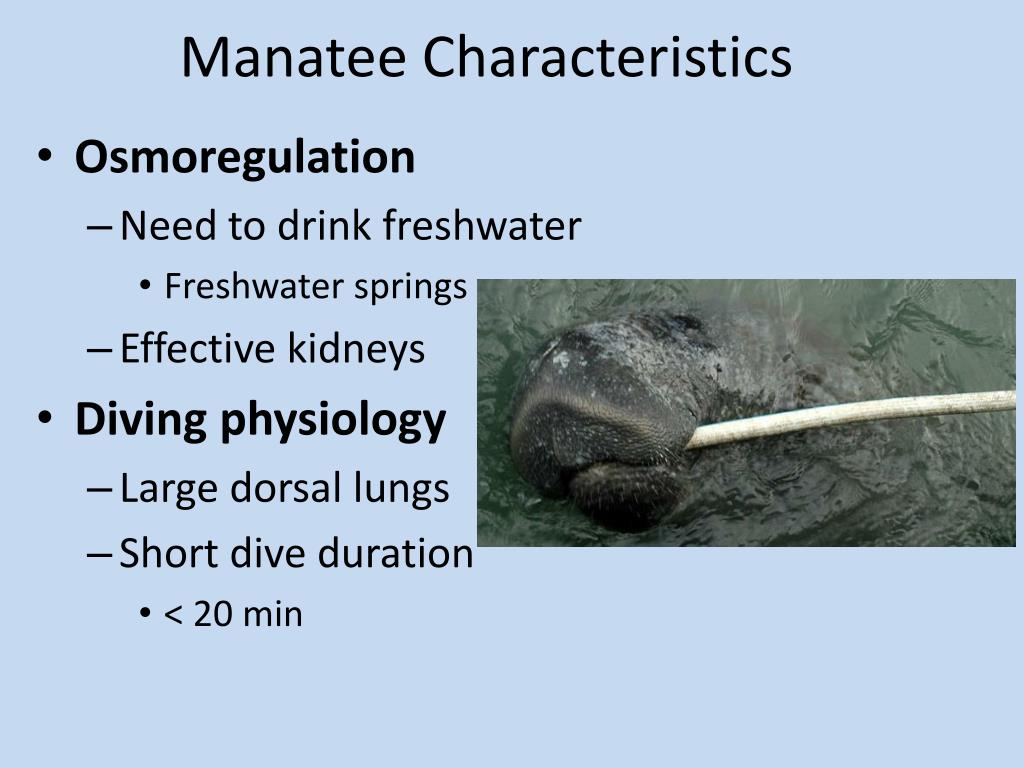 PPT - Marine Mammals—Cetaceans and Sirenians PowerPoint Presentation ...