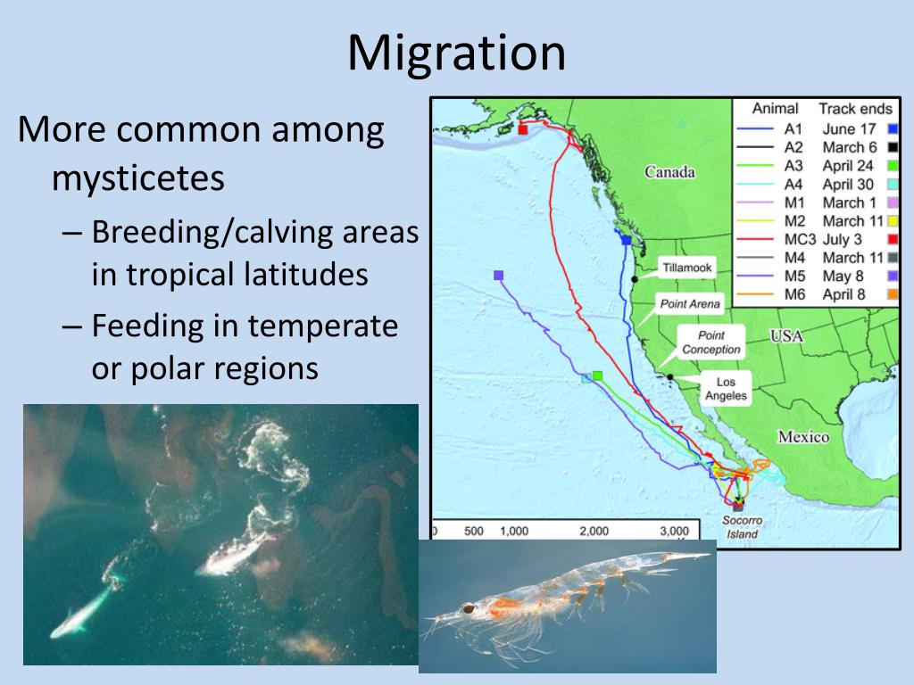 PPT - Marine Mammals—Cetaceans and Sirenians PowerPoint Presentation ...