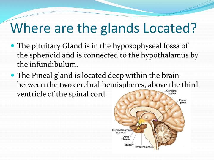 PPT - Posterior Pituitary & Pineal Glands PowerPoint Presentation - ID:1950791