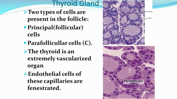 PPT - Thyroid Gland PowerPoint Presentation, free download - ID:1950898