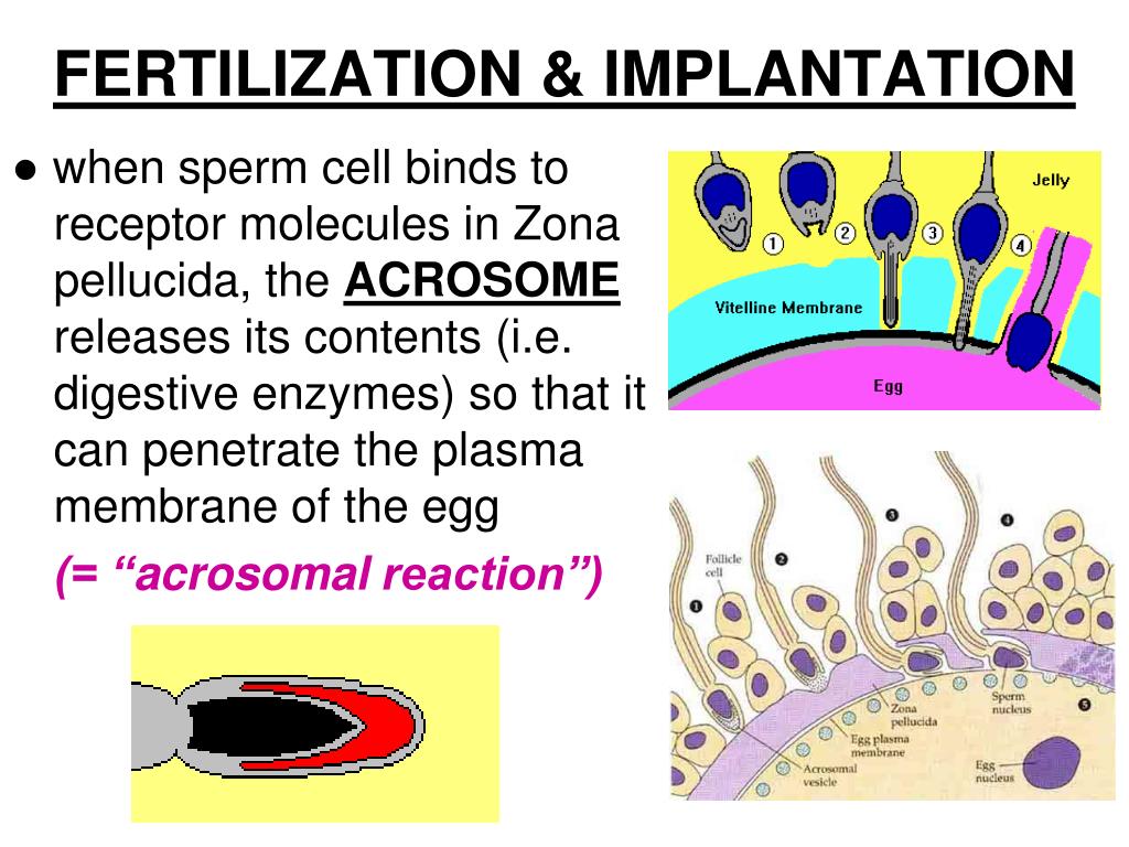 PPT - Ch 46 part 3: Human Reproduction- Fertilization, Pregnancy ...