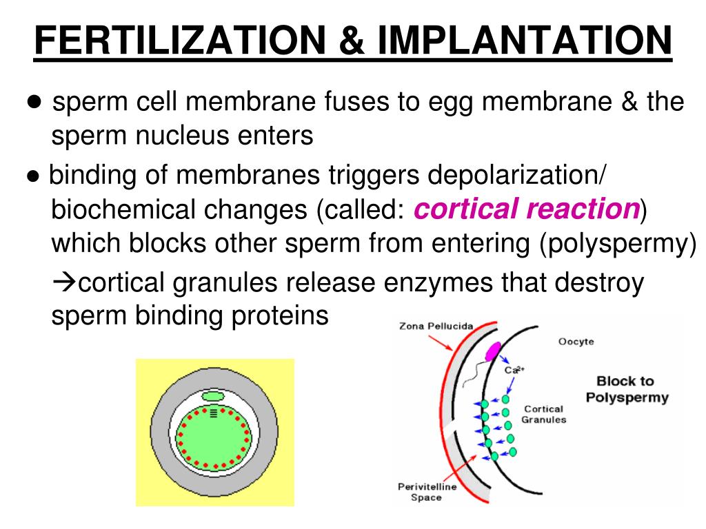 PPT - Ch 46 part 3: Human Reproduction- Fertilization, Pregnancy ...