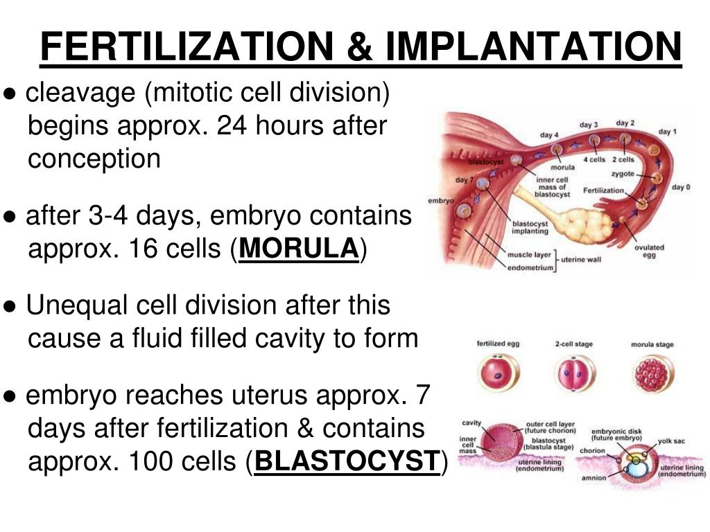 PPT - Ch 46 part 3: Human Reproduction- Fertilization, Pregnancy ...