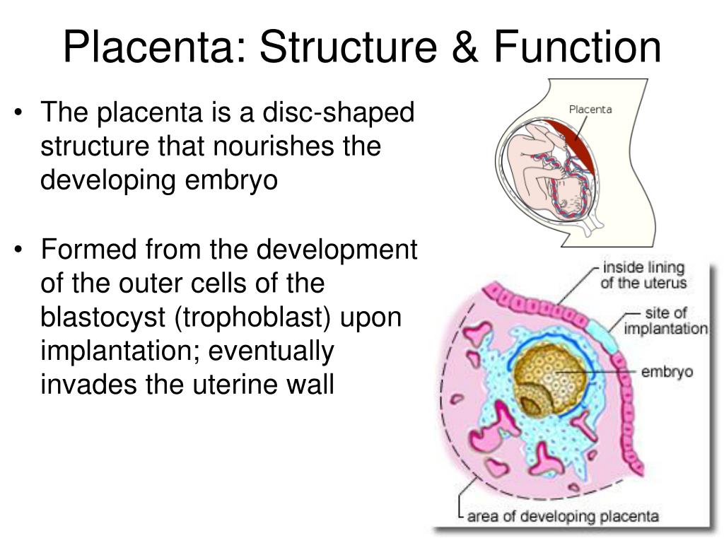 PPT - Ch 46 part 3: Human Reproduction- Fertilization, Pregnancy ...