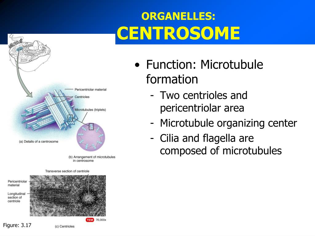 PPT - ORGANELLES: CENTROSOME PowerPoint Presentation, free download ...
