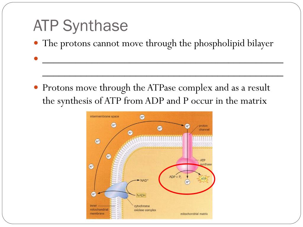 Ppt Electron Transport Chain Powerpoint Presentation Free Download