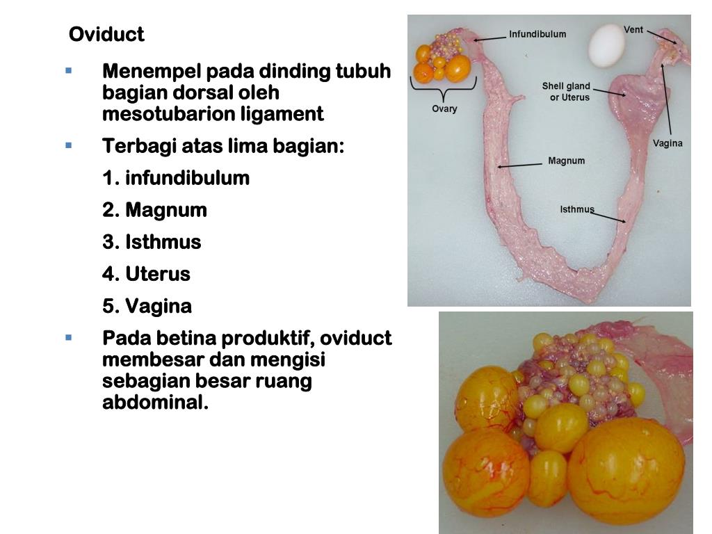 PPT - ANATOMI FISIOLOGI REPRODUKSI UNGGAS PowerPoint Presentation, free ...