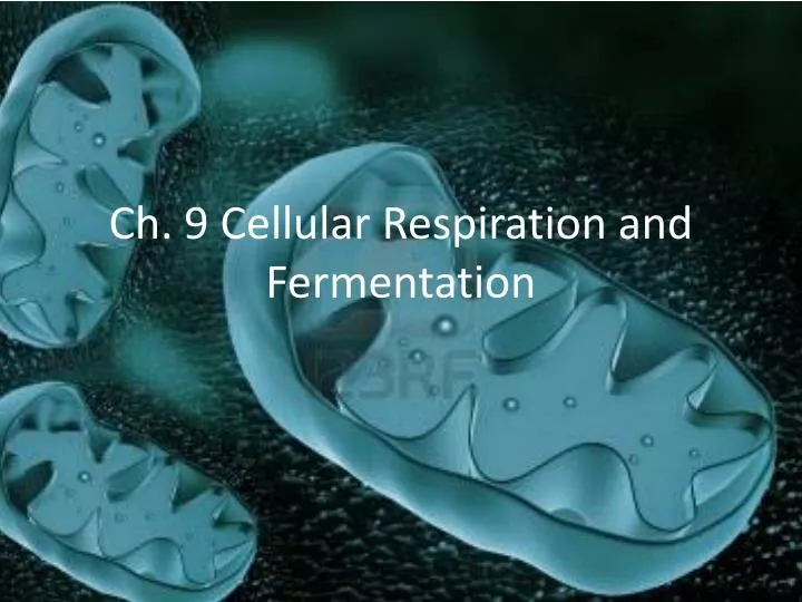 PPT - Ch. 9 Cellular Respiration and Fermentation PowerPoint ...