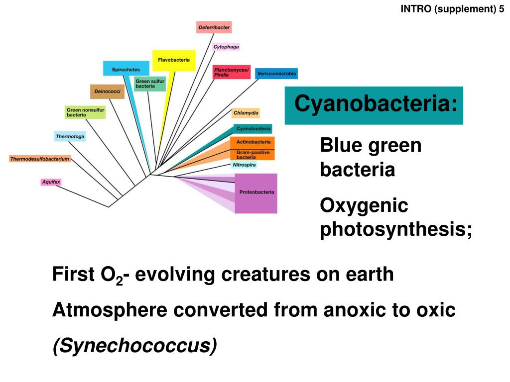 PPT - Aquifex : Most ancient Hyperthermophiles 70 - 110 C ...