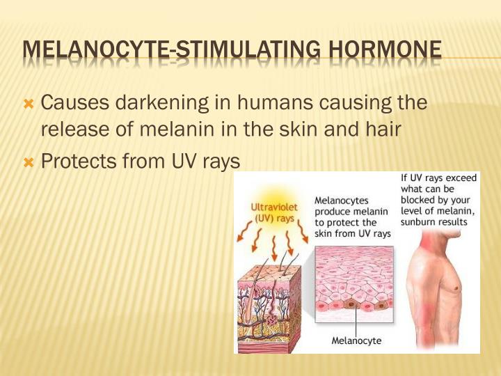 PPT - The Endocrine system http://www.youtube.com/watch?v=WVrlHH14q3o ...