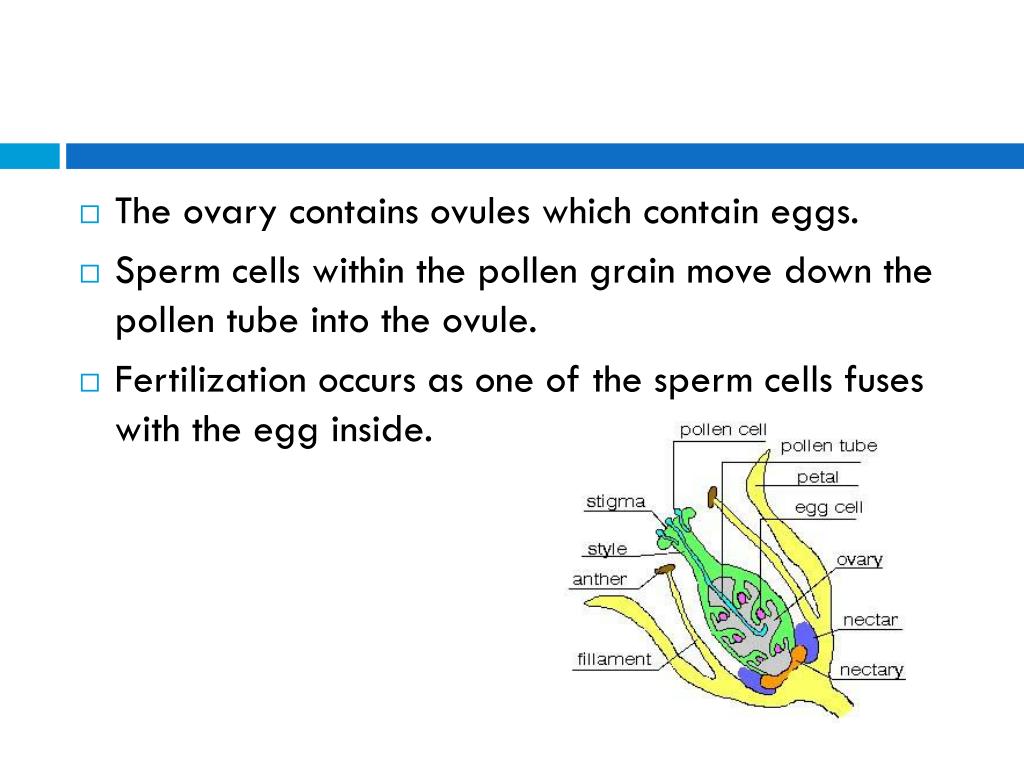PPT - The Reproduction of Flowering Plants PowerPoint Presentation ...