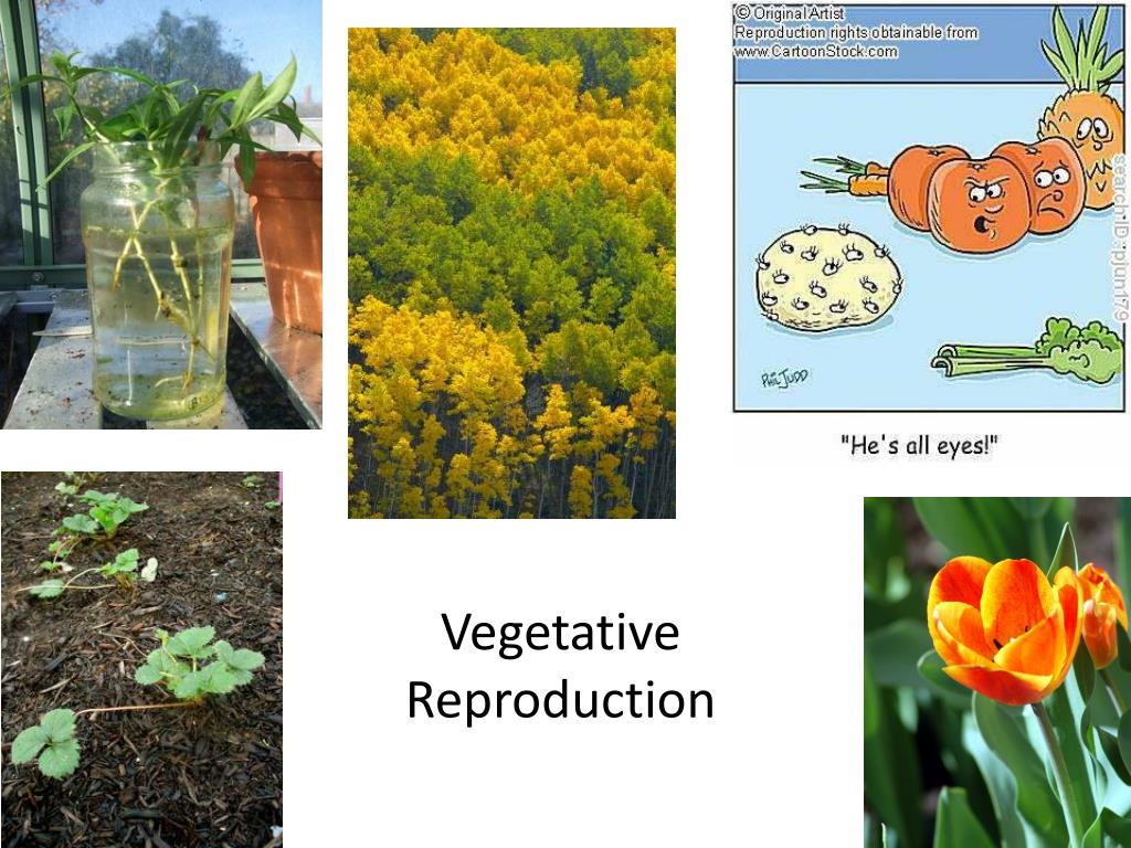 Ppt Reproduction Powerpoint Presentation Free Download Id 1951699