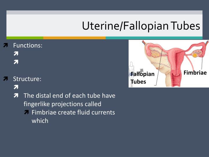PPT - Female Reproductive System PowerPoint Presentation - ID:1951701