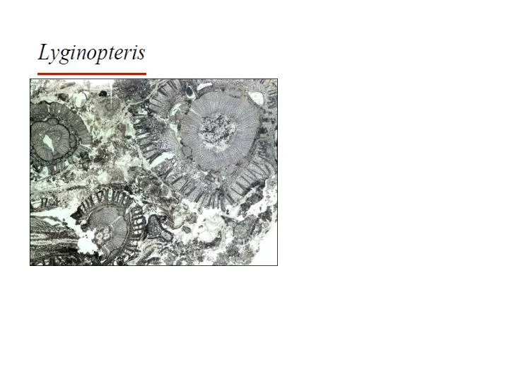 PPT - Lyginopteris -Reconstruction of seed PowerPoint Presentation ...