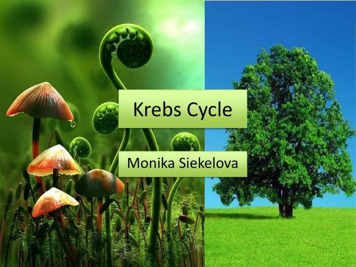 PPT - Krebs Cycle PowerPoint Presentation, free download - ID:1951755