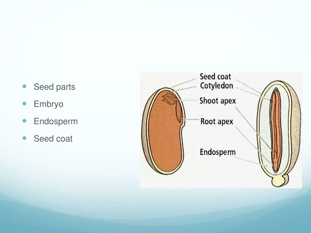 PPT - Plants PowerPoint Presentation, free download - ID:1951765