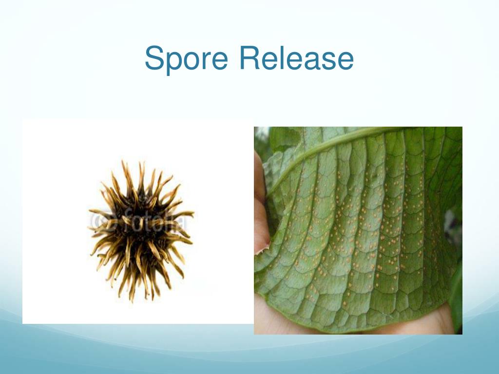 PPT - Understanding Plants: Evolution, Classification, and Adaptations ...