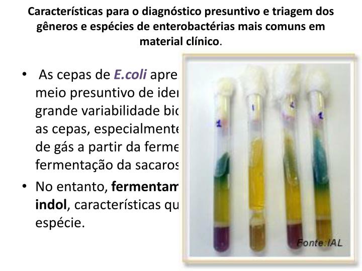 PPT - Bacilos Gram Negativos PowerPoint Presentation - ID:1951814