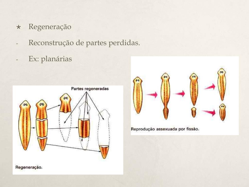 PPT - Reprodução e Embriologia PowerPoint Presentation, free download ...