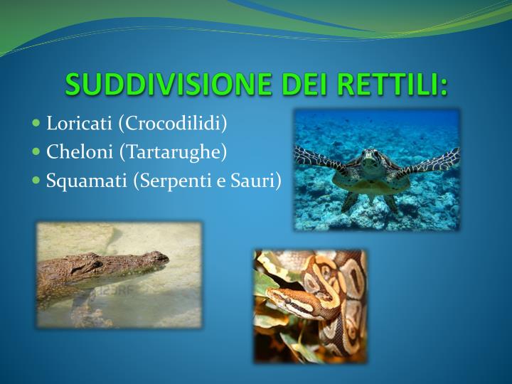 PPT - I RETTILI PowerPoint Presentation - ID:1951870