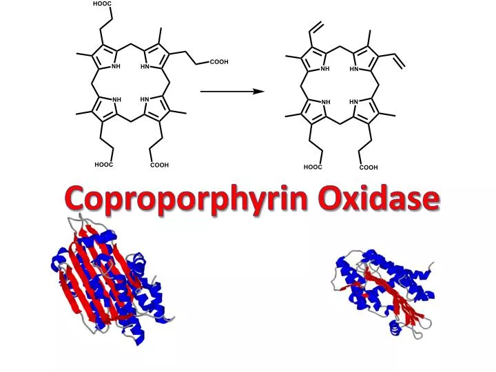PPT - Coproporphyrin Oxidase PowerPoint Presentation, free download ...