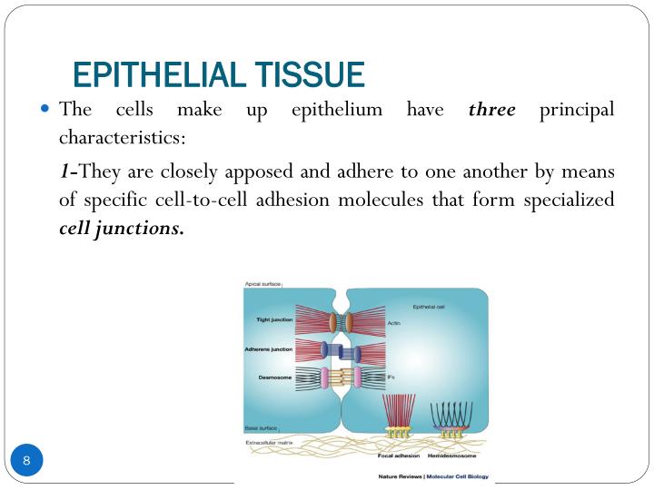 PPT - APICAL SURFACE MODIFICATIONS OF THE CELL PowerPoint Presentation ...