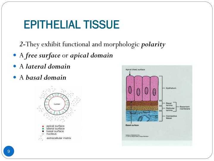 PPT - APICAL SURFACE MODIFICATIONS OF THE CELL PowerPoint Presentation ...