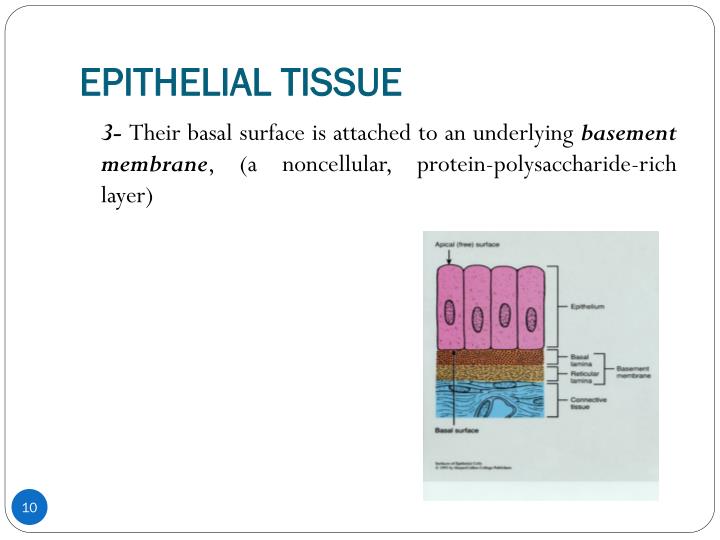 PPT - APICAL SURFACE MODIFICATIONS OF THE CELL PowerPoint Presentation ...