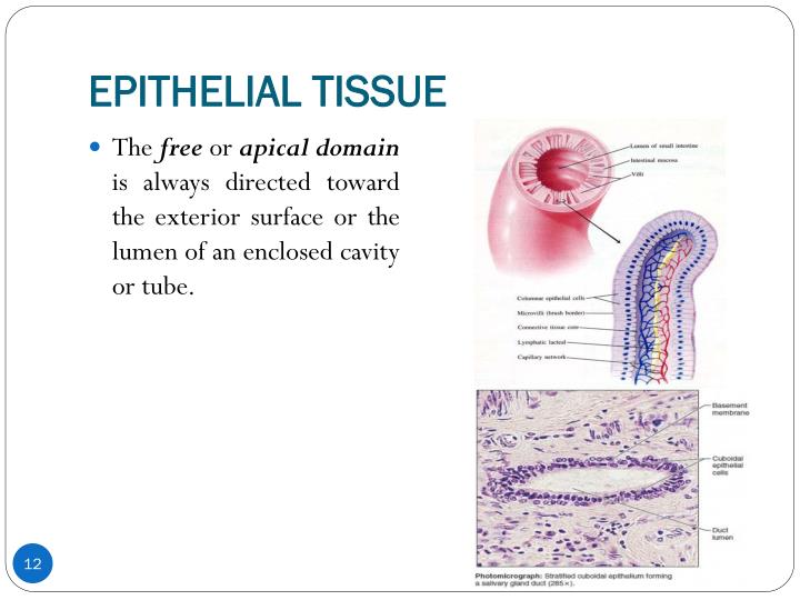 PPT - APICAL SURFACE MODIFICATIONS OF THE CELL PowerPoint Presentation ...