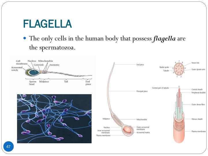 PPT - APICAL SURFACE MODIFICATIONS OF THE CELL PowerPoint Presentation ...