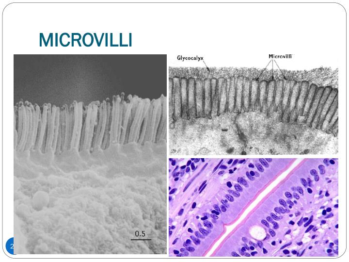 PPT - APICAL SURFACE MODIFICATIONS OF THE CELL PowerPoint Presentation ...