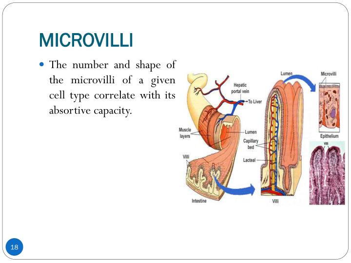 PPT - APICAL SURFACE MODIFICATIONS OF THE CELL PowerPoint Presentation ...