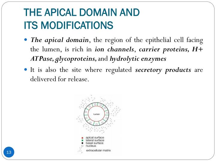 PPT - APICAL SURFACE MODIFICATIONS OF THE CELL PowerPoint Presentation ...