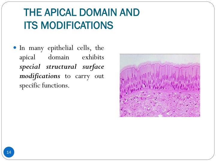 PPT - APICAL SURFACE MODIFICATIONS OF THE CELL PowerPoint Presentation ...