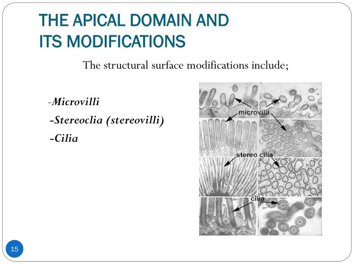 PPT - APICAL SURFACE MODIFICATIONS OF THE CELL PowerPoint Presentation ...
