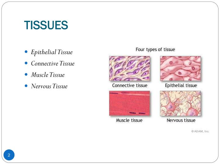 PPT - APICAL SURFACE MODIFICATIONS OF THE CELL PowerPoint Presentation ...