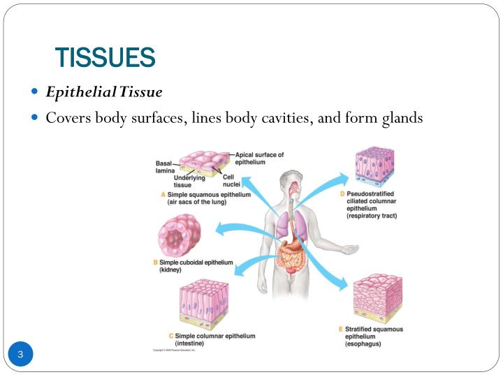 PPT - APICAL SURFACE MODIFICATIONS OF THE CELL PowerPoint Presentation ...