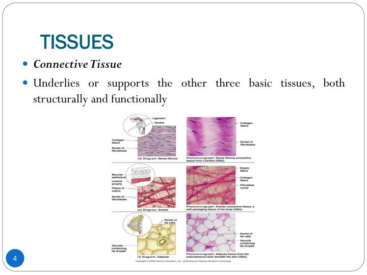 PPT - APICAL SURFACE MODIFICATIONS OF THE CELL PowerPoint Presentation ...