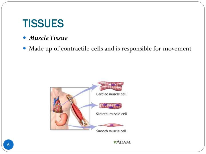 PPT - APICAL SURFACE MODIFICATIONS OF THE CELL PowerPoint Presentation ...