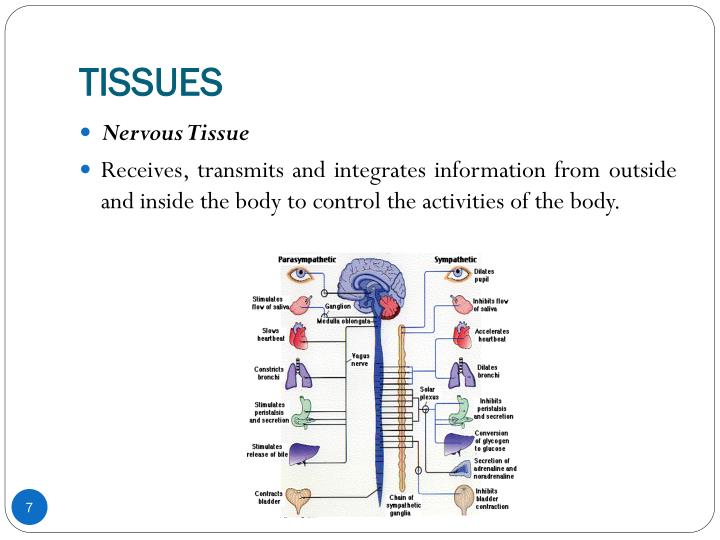 PPT - APICAL SURFACE MODIFICATIONS OF THE CELL PowerPoint Presentation ...