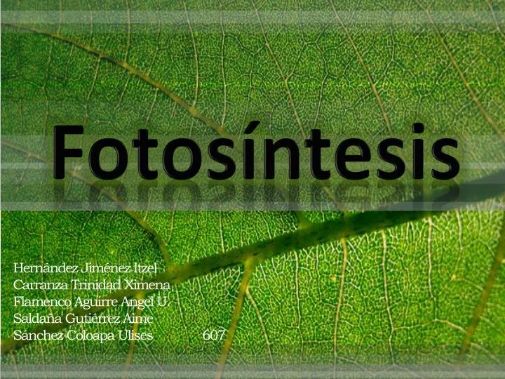 PPT - Fotosíntesis PowerPoint Presentation, free download - ID:1952054