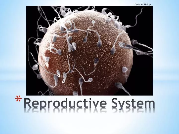 PPT - Reproductive System PowerPoint Presentation, free download - ID ...