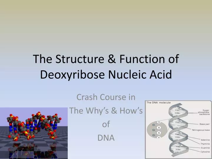 PPT - The Structure & Function of Deoxyribose Nucleic Acid PowerPoint ...