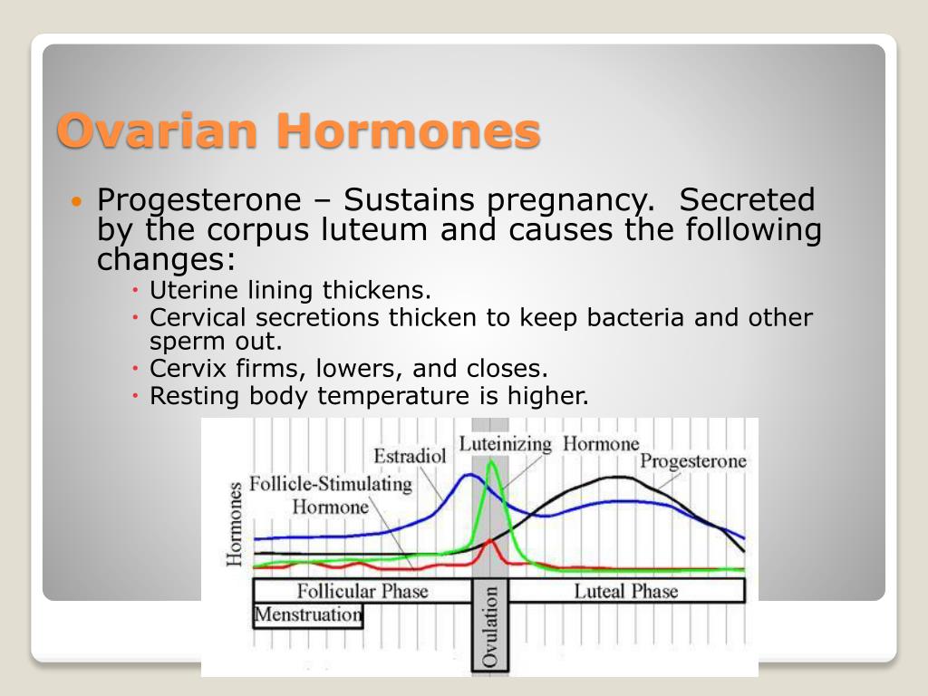 PPT - 4 Essential Stages of Female Reproduction PowerPoint Presentation ... PPT - 4 Essential Stages of Female Reproduction PowerPoint Presentation ...