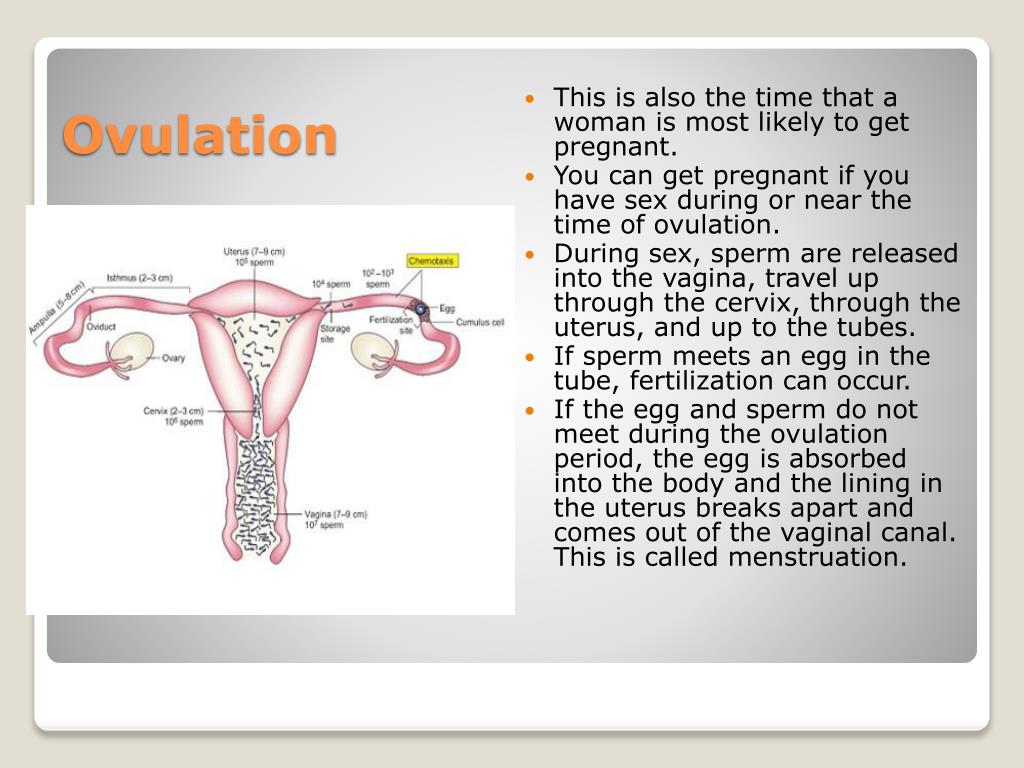 PPT - 4 Essential Stages of Female Reproduction PowerPoint Presentation ... PPT - 4 Essential Stages of Female Reproduction PowerPoint Presentation ...