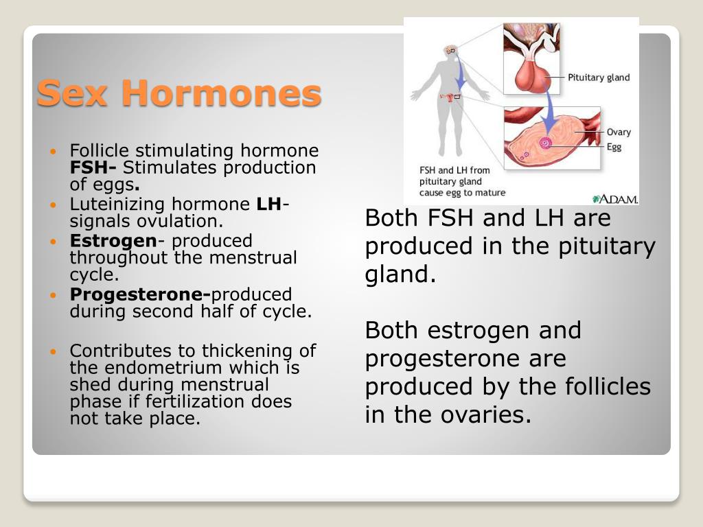 PPT - 4 Essential Stages of Female Reproduction PowerPoint Presentation ... PPT - 4 Essential Stages of Female Reproduction PowerPoint Presentation ...