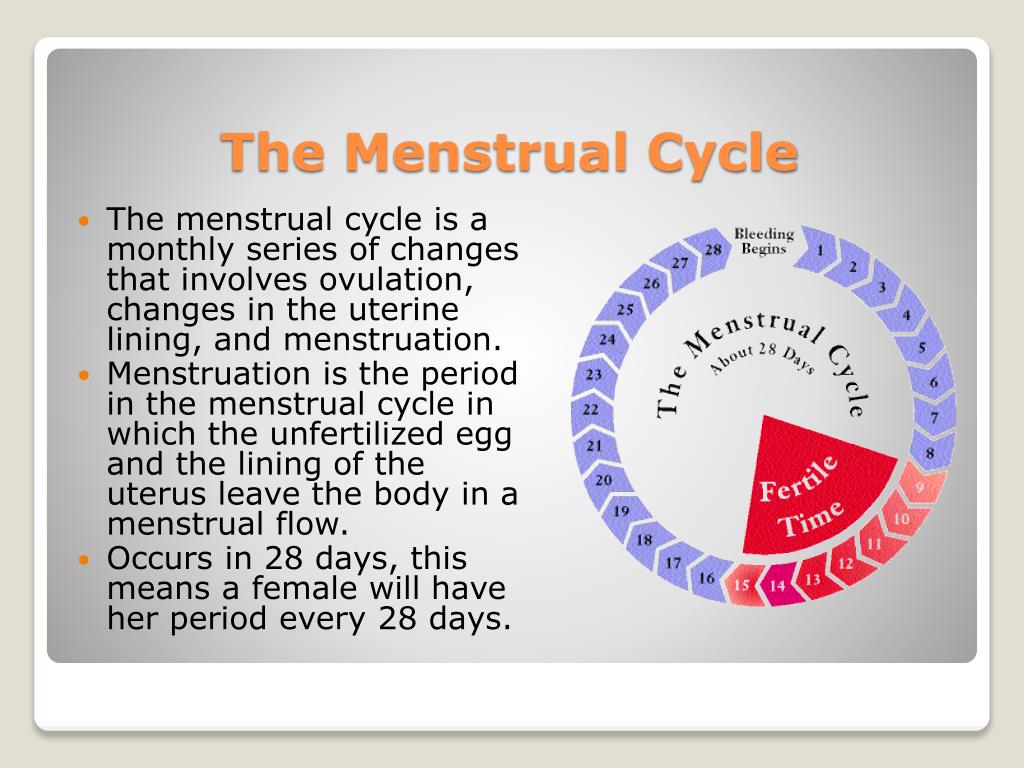 PPT - 4 Essential Stages of Female Reproduction PowerPoint Presentation ...