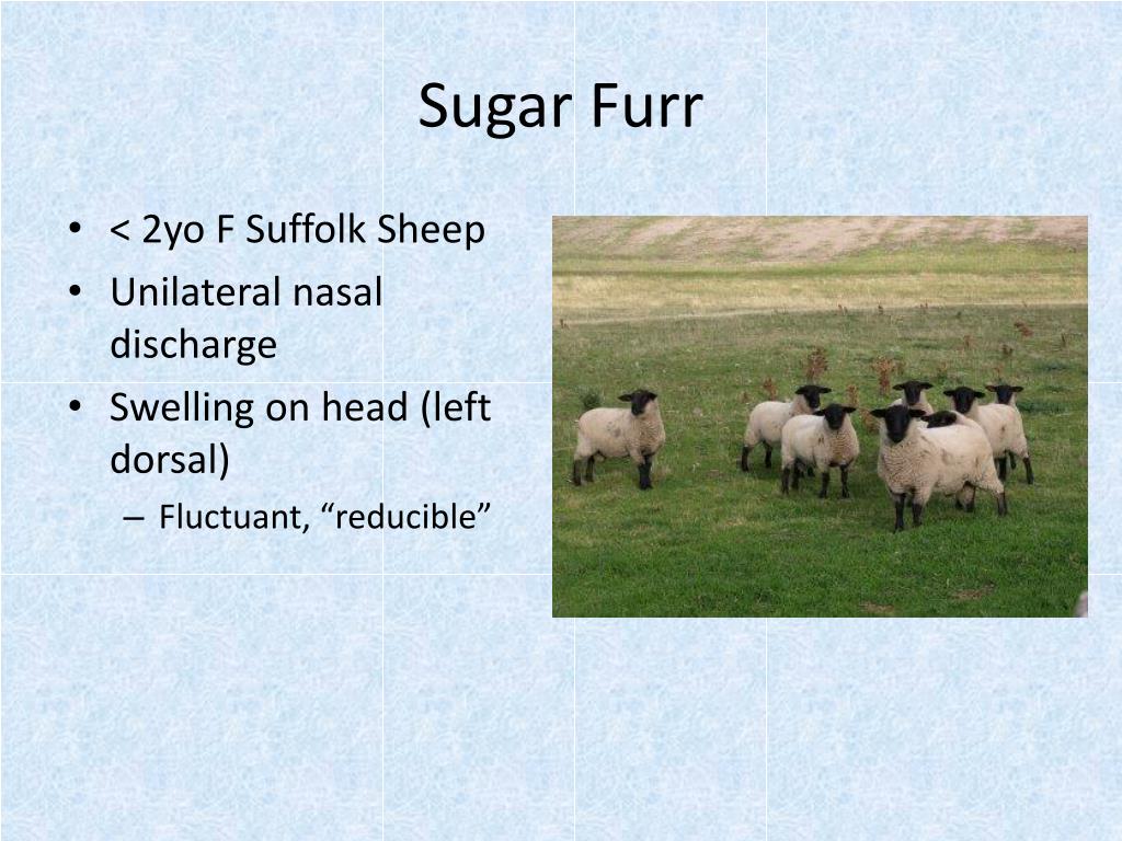 PPT - Sugar Furr Acc 142056 Enzootic Nasal Adenocarcinoma of Small ...