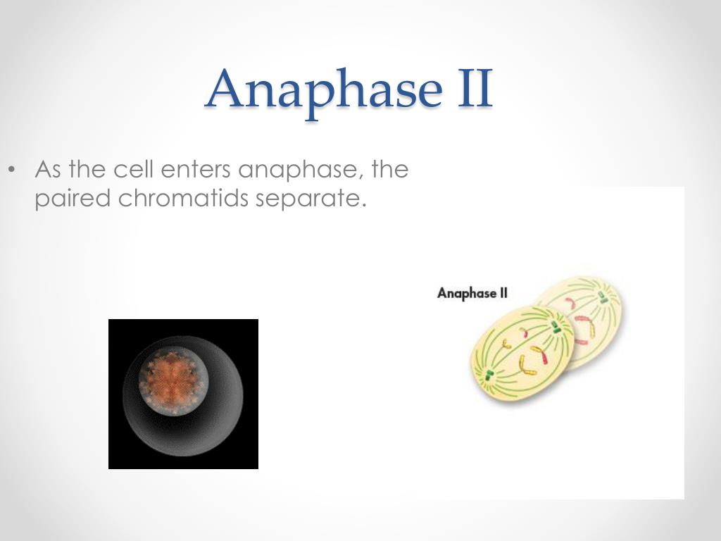 PPT - Meiosis and Chromosome Assortment PowerPoint Presentation, free ...